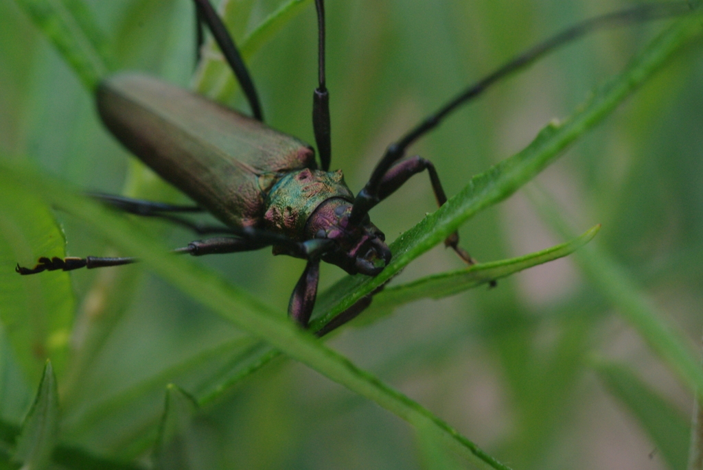 Le Capricorne musqué, un Insecte remarquable | Codex virtualis