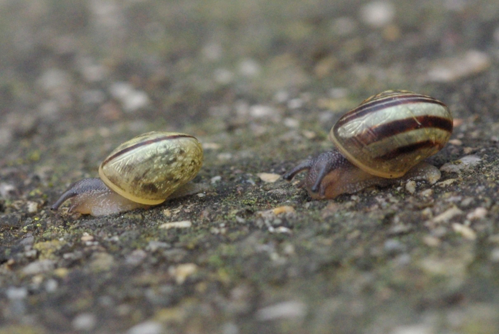 Dans l'intimité des Escargots | Codex virtualis