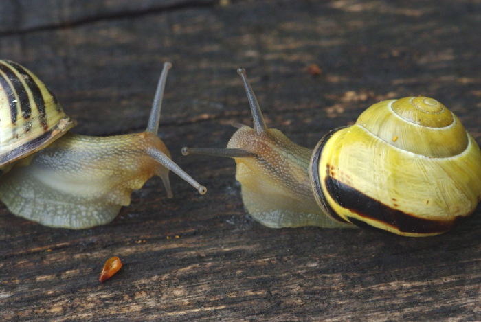 La reproduction de l'Escargot des haies | Codex virtualis