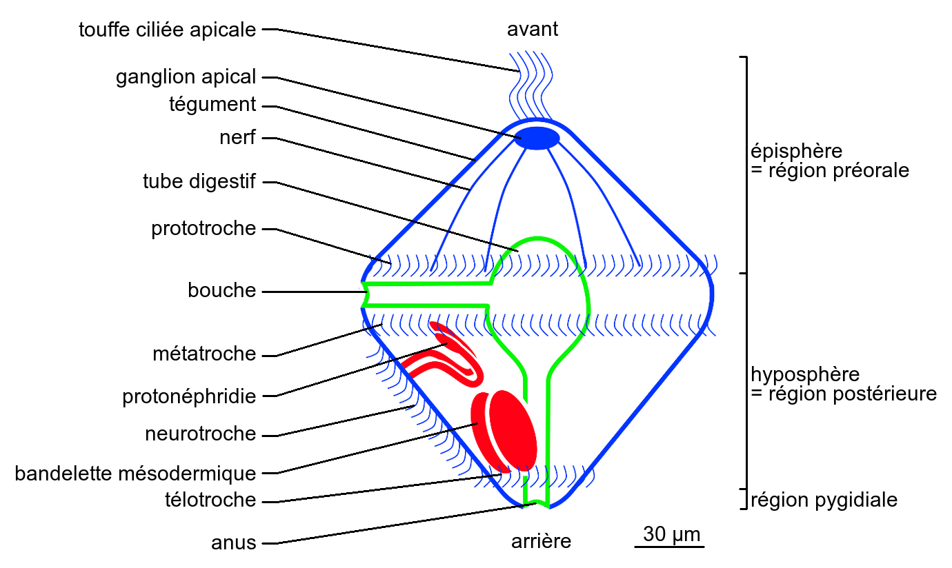 La métamérie : une segmentation corporelle le long de l’axe ...