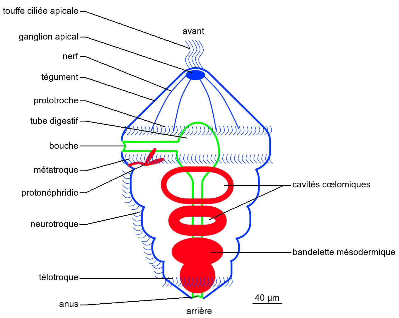 La métamérie : une segmentation corporelle le long de l’axe ...