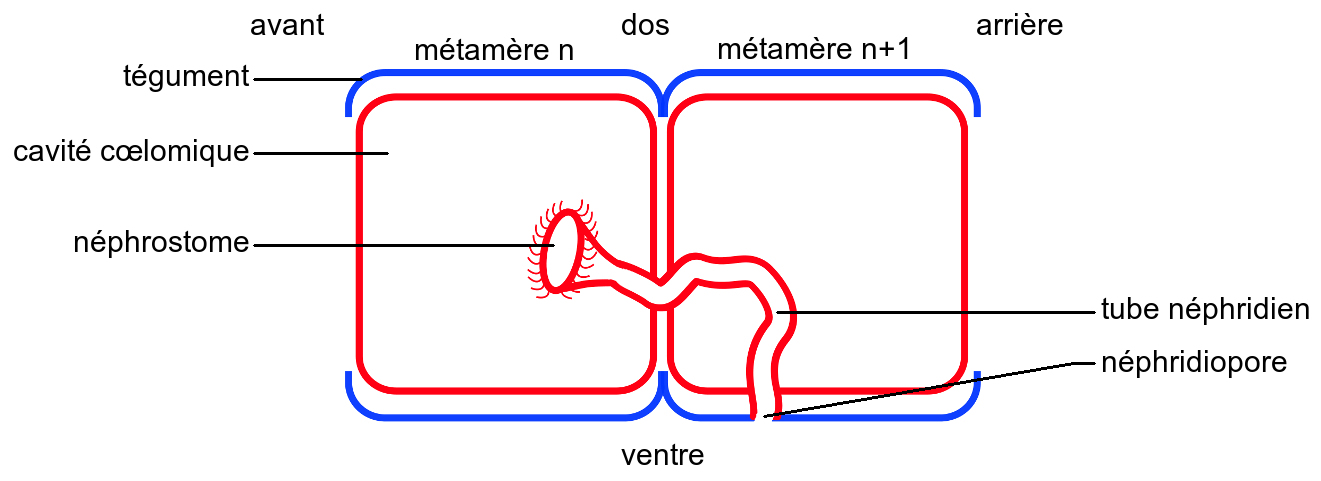 La métamérie : un fonctionnement segmentaire et coordonné de l ...