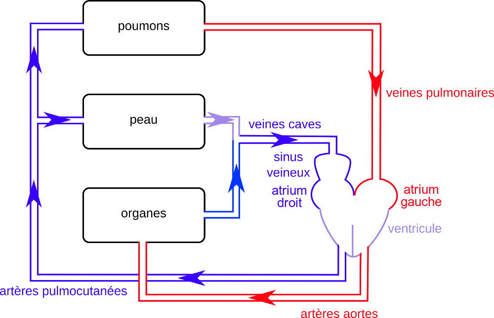 De la circulation sanguine simple à la circulation sanguine double ...