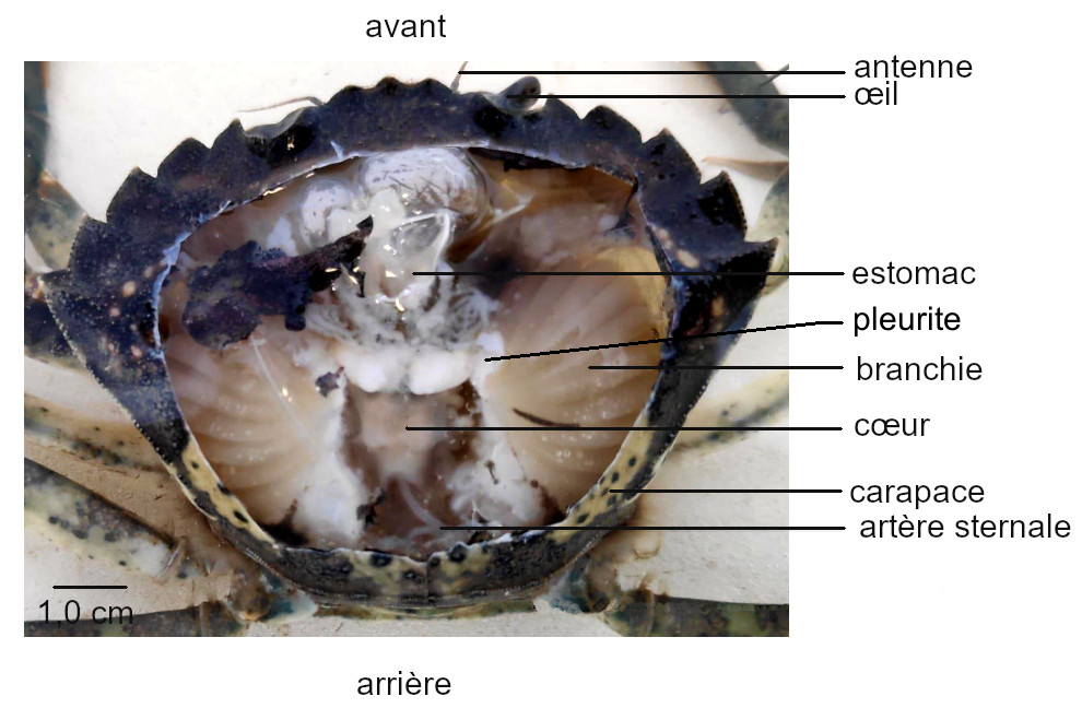 Les cœurs des Vertébrés et des Euarthropodes : des organes des ...