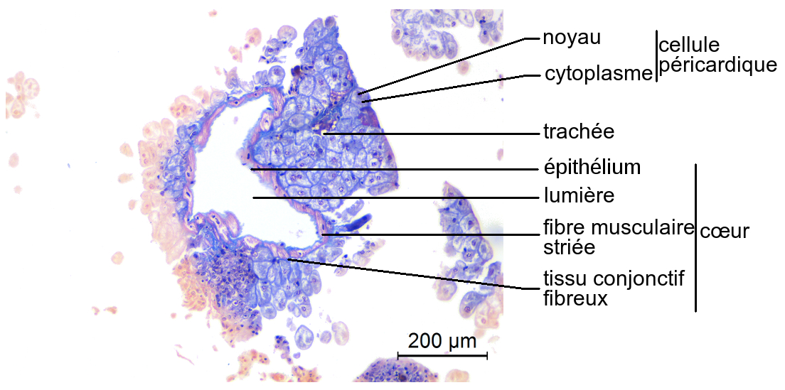 Les cœurs des Vertébrés et des Euarthropodes : des organes propulsant ...