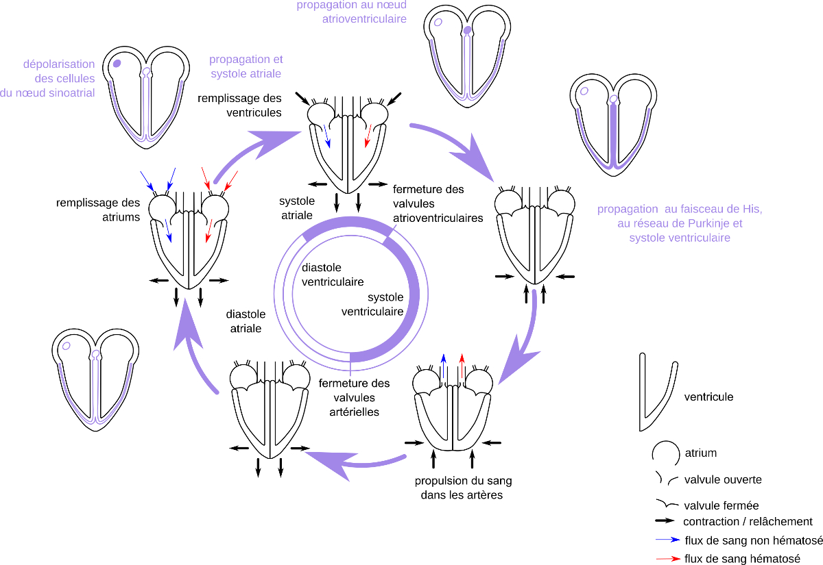 Les cœurs des Vertébrés et des Euarthropodes : une intégration ...