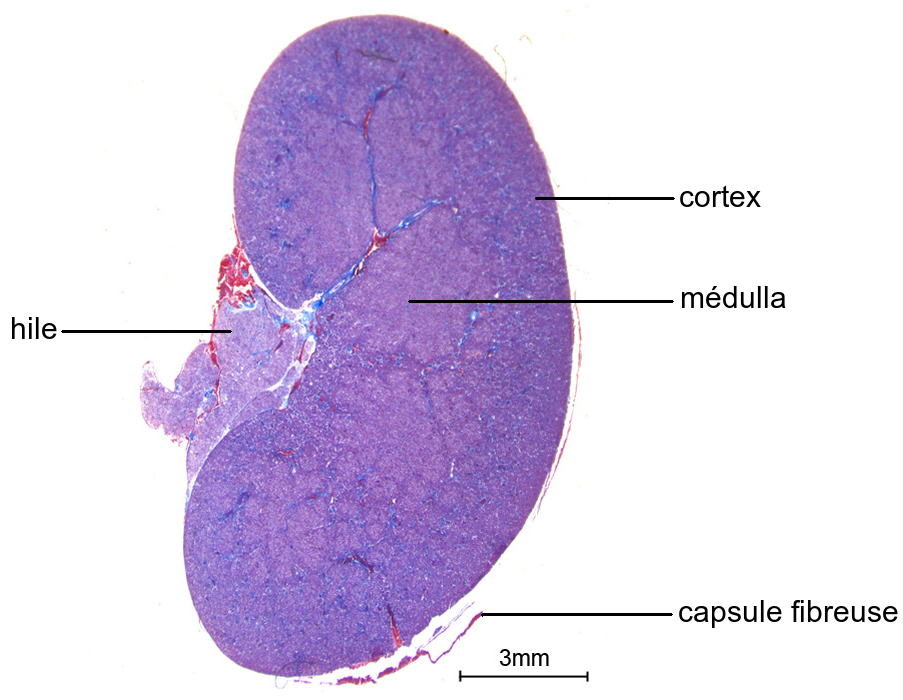 Les reins des Vertébrés : des unités structurales et fonctionnelles ...