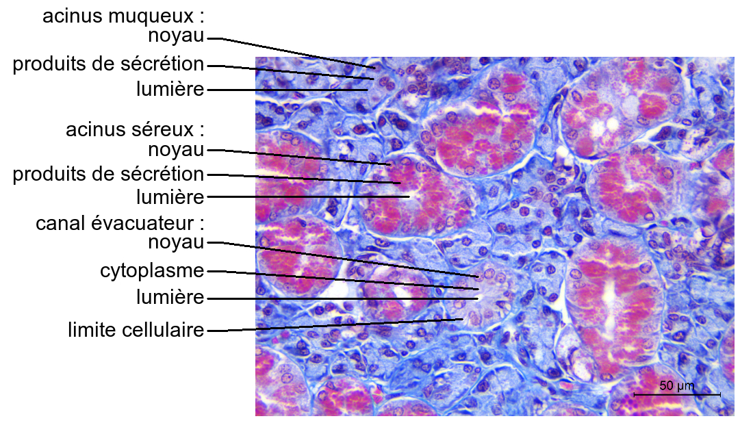 Histologie | Codex virtualis