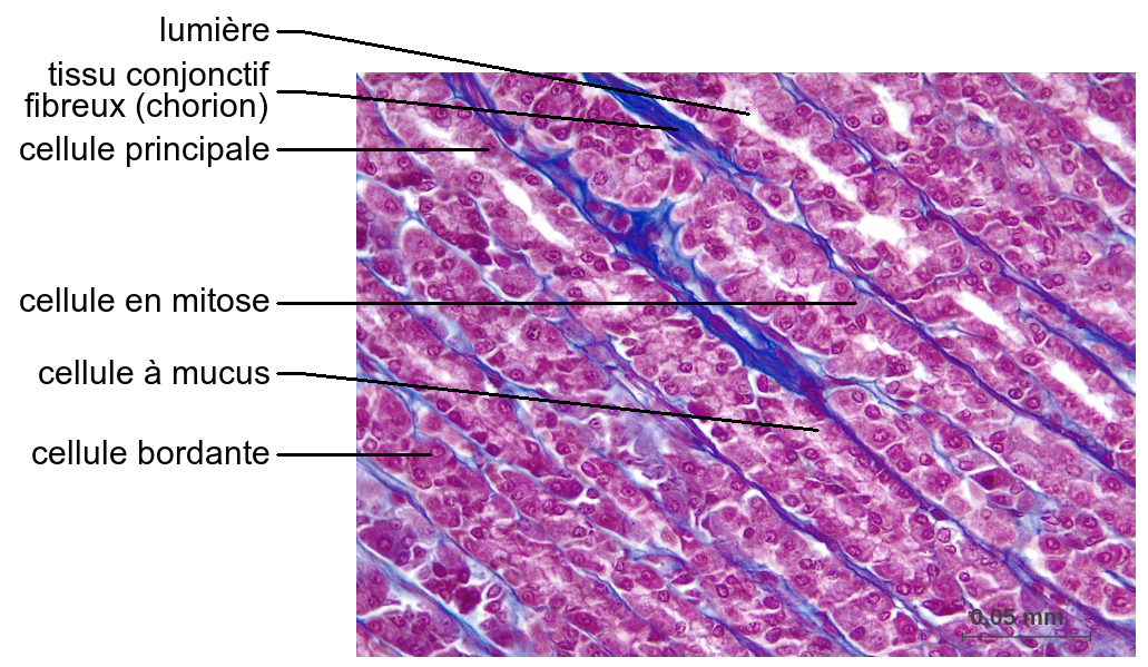 Histologie | Codex virtualis
