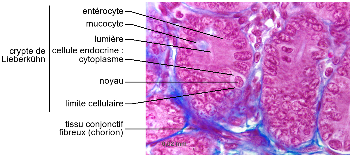 Histologie | Codex virtualis
