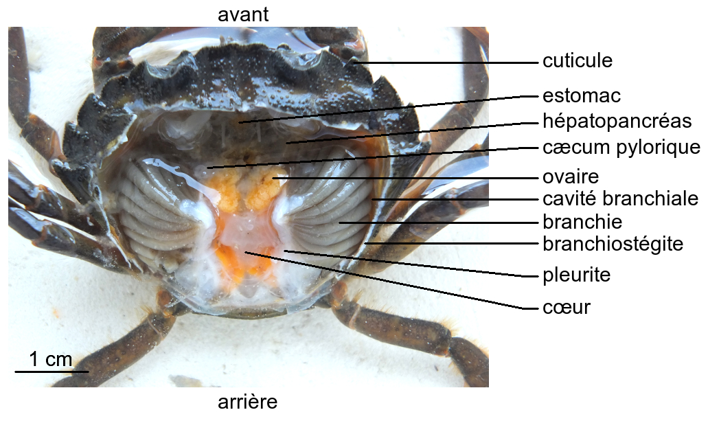 Les échanges gazeux respiratoires des Euarthropodes en milieu aquatique ...