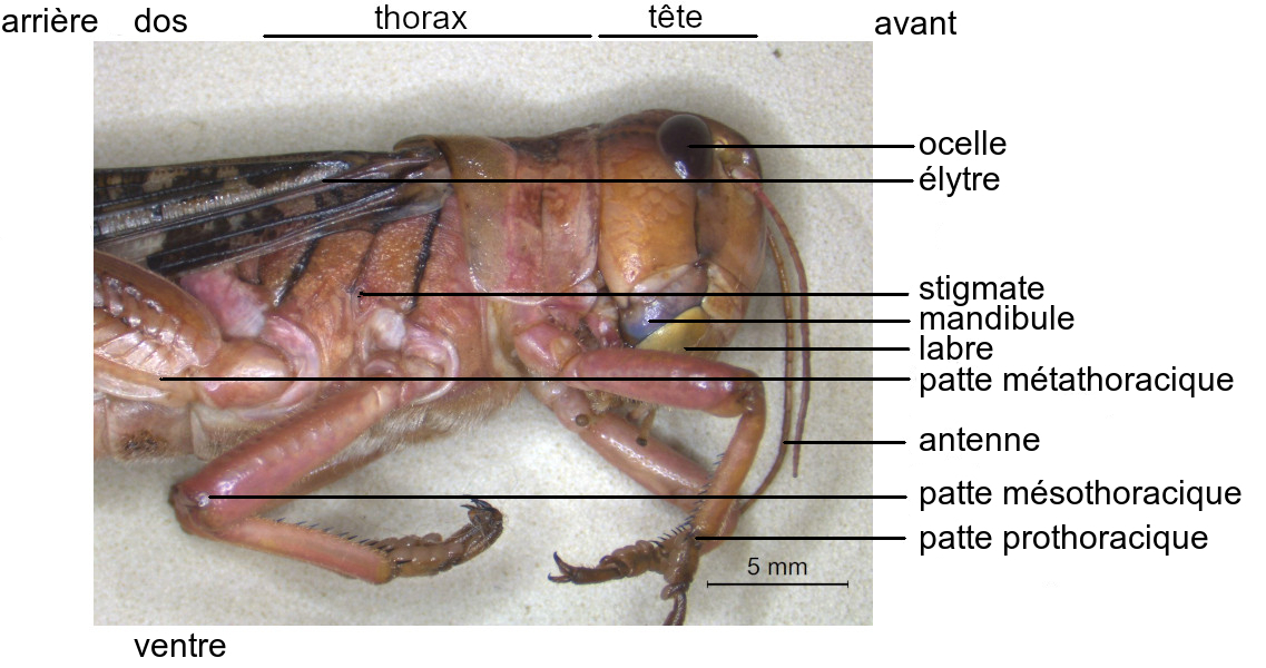 Les échanges gazeux respiratoires des Euarthropodes en milieu aérien ...