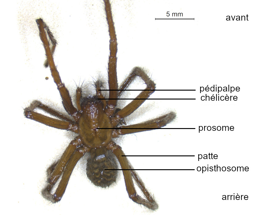 Les échanges gazeux respiratoires des Euarthropodes en milieu aérien ...