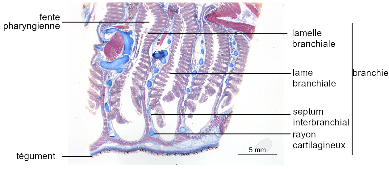 Les appareils branchiaux des Vertébrés : diversité et unité de la ...