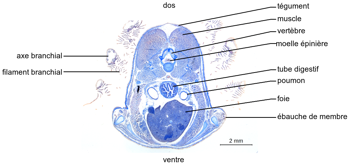 Les appareils branchiaux des Vertébrés : diversité et unité de la ...
