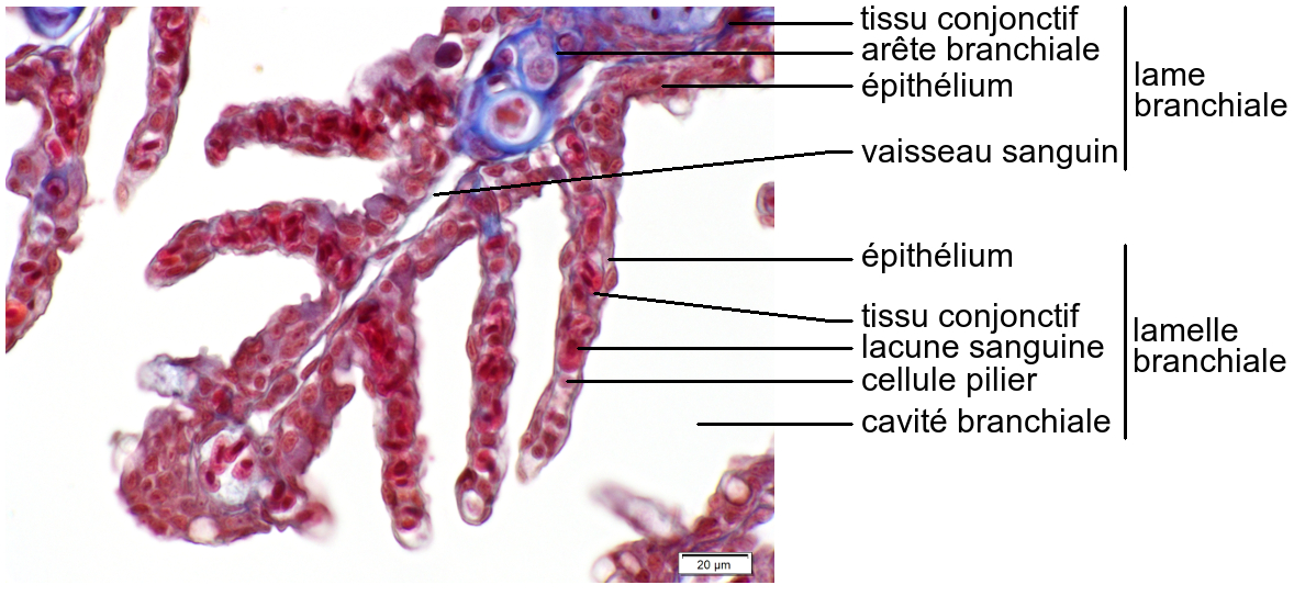 Physiologie | Codex virtualis
