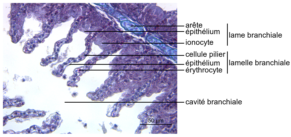 Physiologie | Codex virtualis