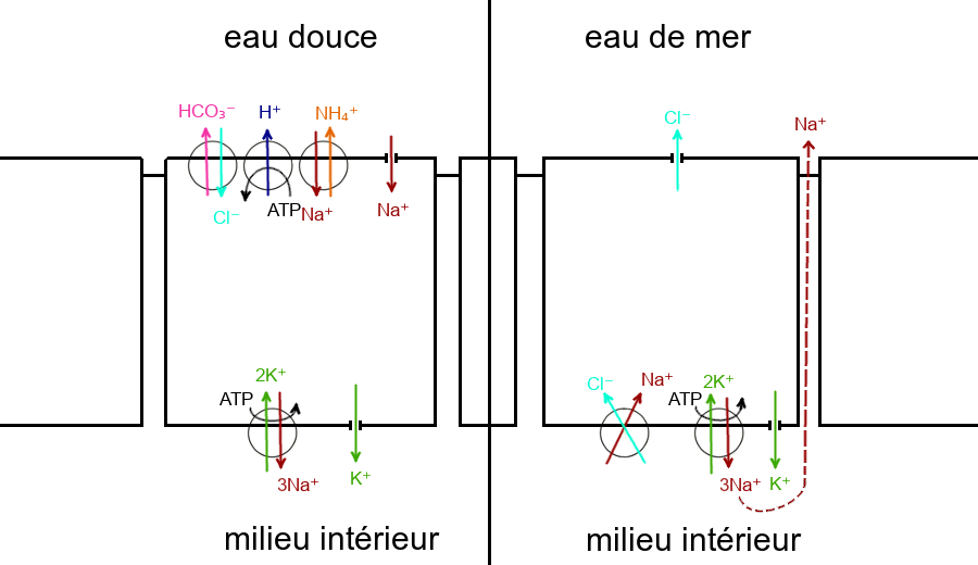 Les branchies : sites de flux spontanés et de transferts contrôlés d ...