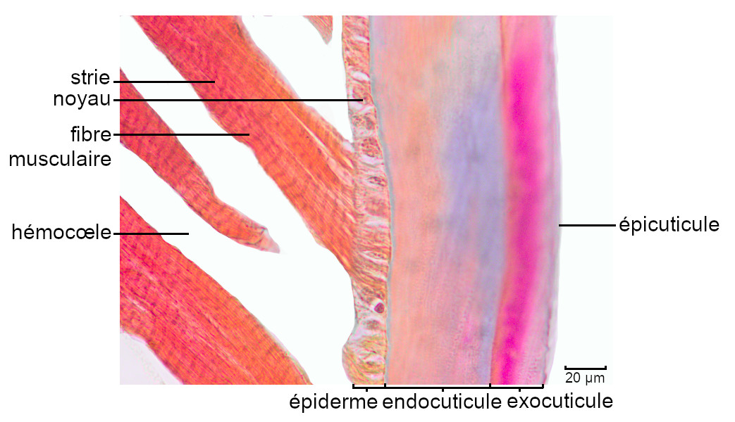 Posséder un squelette externe ou interne : des pièces articulées ...