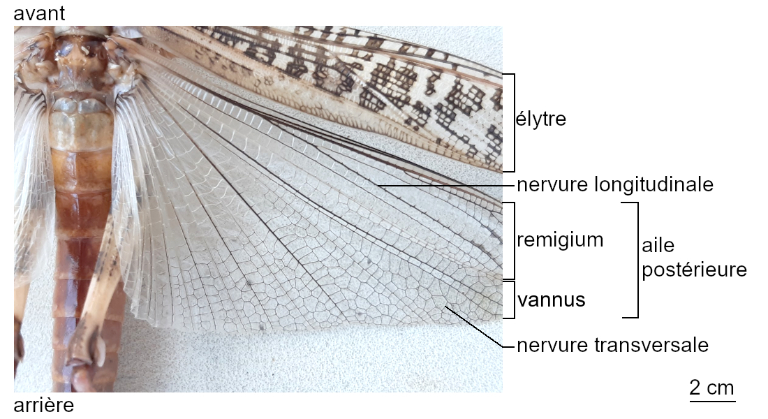 Le vol des Insectes : des ailes assurant la transmission de forces ...