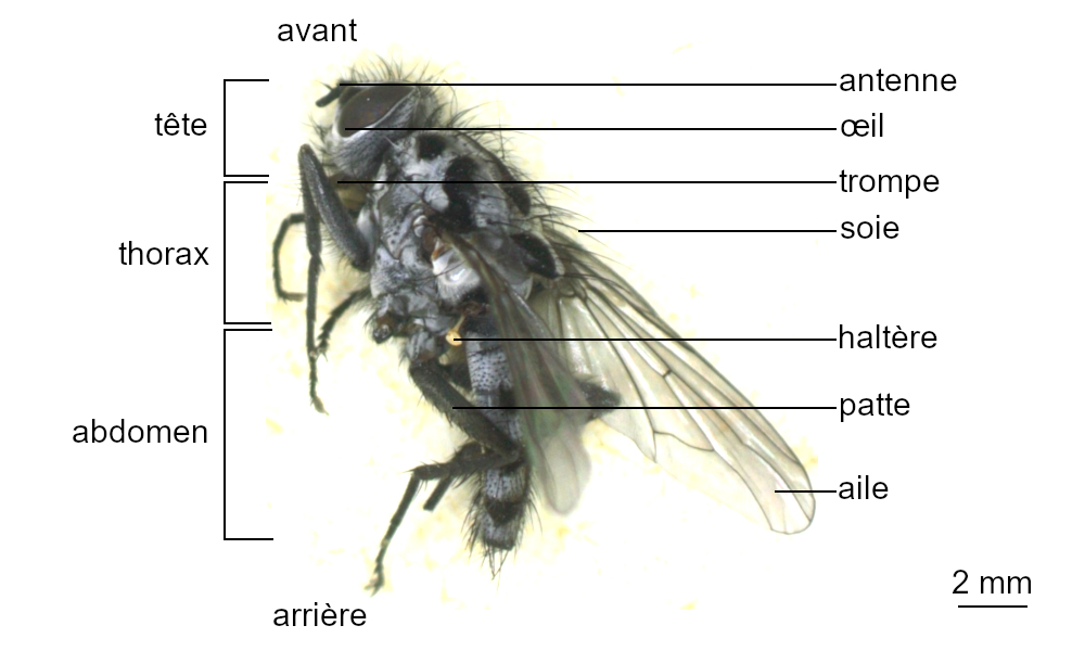 Le vol des Insectes : des ailes assurant la transmission de forces ...