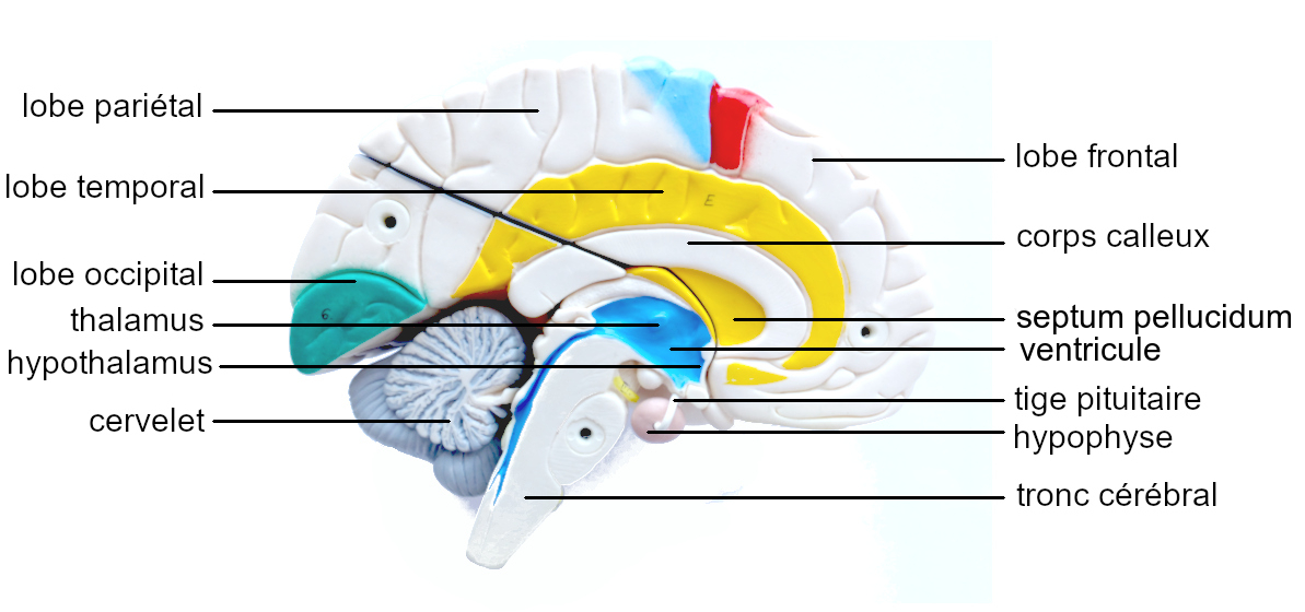 L’hypothalamus et l’hypophyse : deux organes agencés en un complexe ...