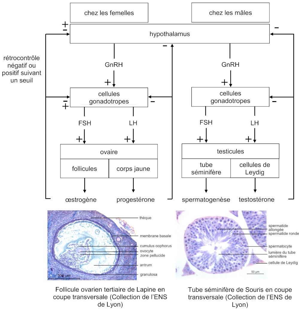 Le complexe hypothalamo-adénohypophysaire-organes cibles | Codex virtualis