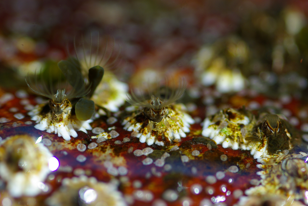 Les Balanes | Codex virtualis