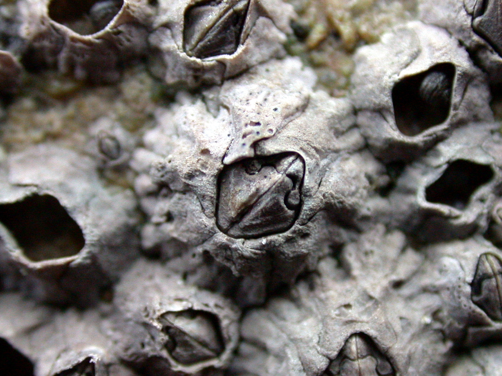 Les Balanes | Codex virtualis