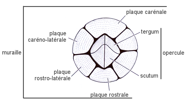 Les Balanes | Codex virtualis