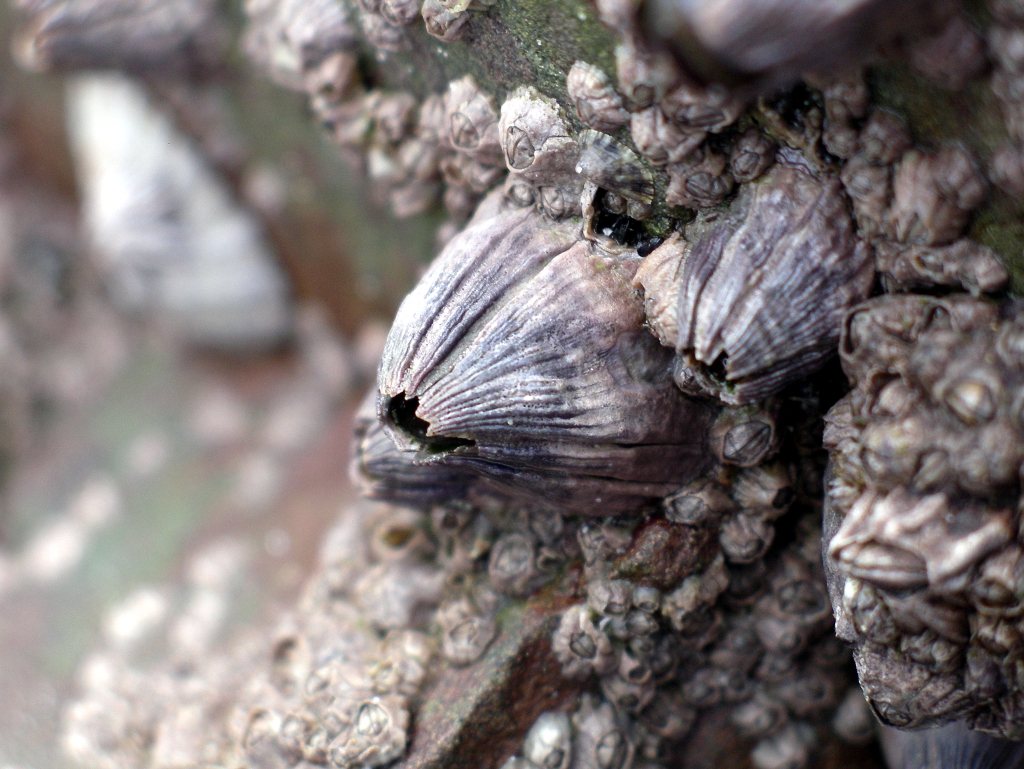 Les Balanes | Codex virtualis