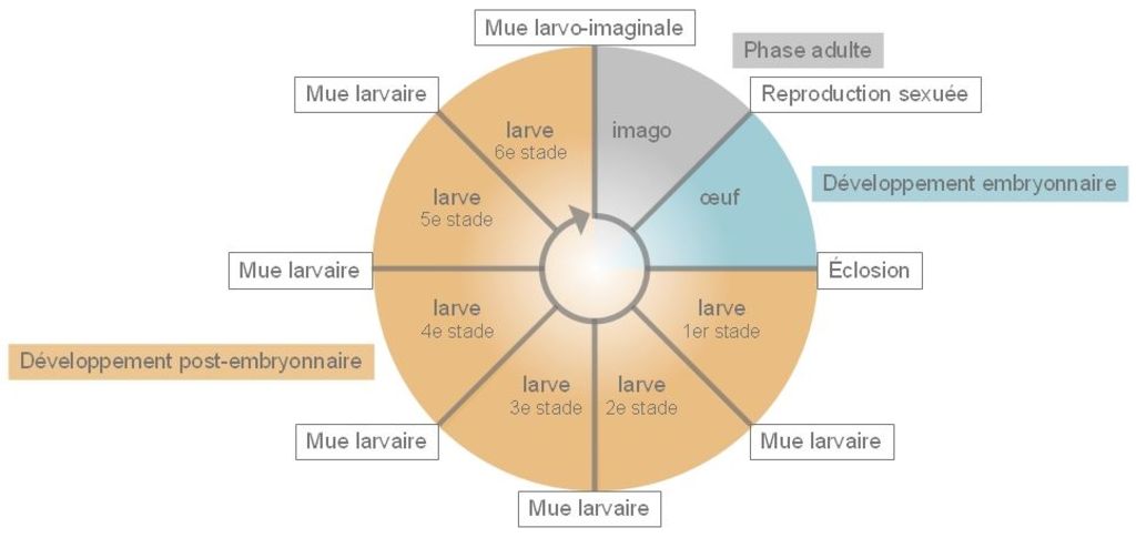 Les cycles de vie des Insectes | Codex virtualis