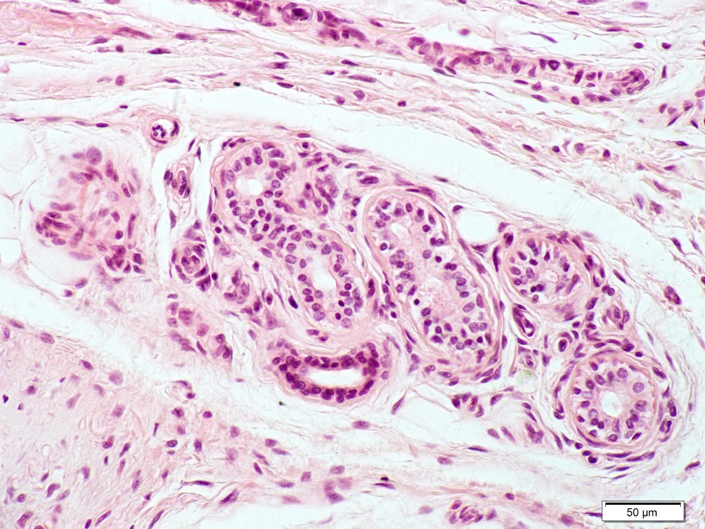 La diversité des tissus épithéliaux glandulaires | Codex virtualis