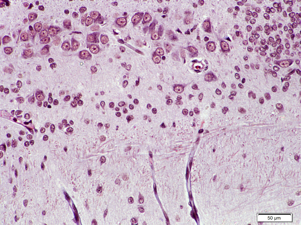 La diversité du tissu nerveux central | Codex virtualis