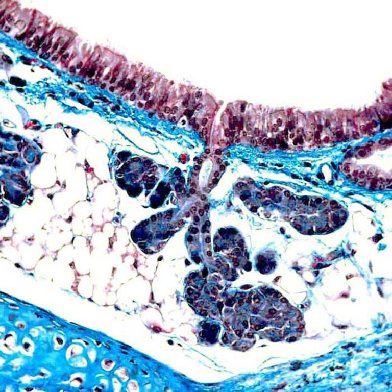 La diversité des tissus épithéliaux glandulaires | Codex virtualis