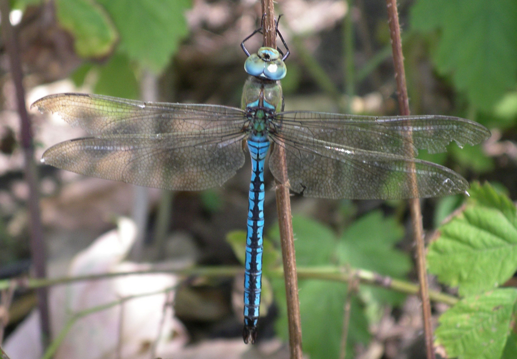 Les Odonates | Codex virtualis