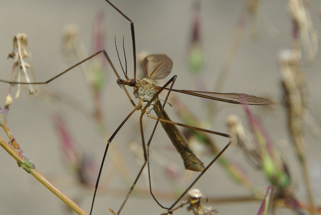 Les Diptères | Codex virtualis