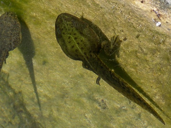 Codex virtualis | La Grenouille verte ou Grenouille comestible | Têtard ...